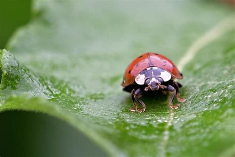 100000 Free Cute Bug And Bug Images Pixabay