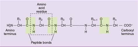 Introduction To Protein Structure Basicmedical Key
