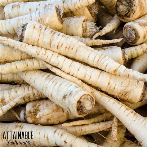 Growing Parsnips A Cool Weather Treasure Attainable Sustainable®