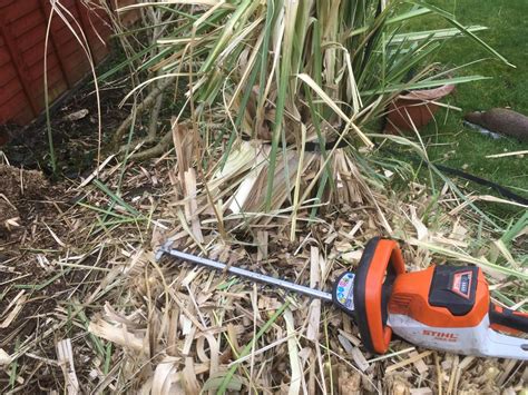 The Easy Way To Cut Back An Overgrown Pampas Grass