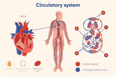 Cardiovascular System Diagram Labeled
