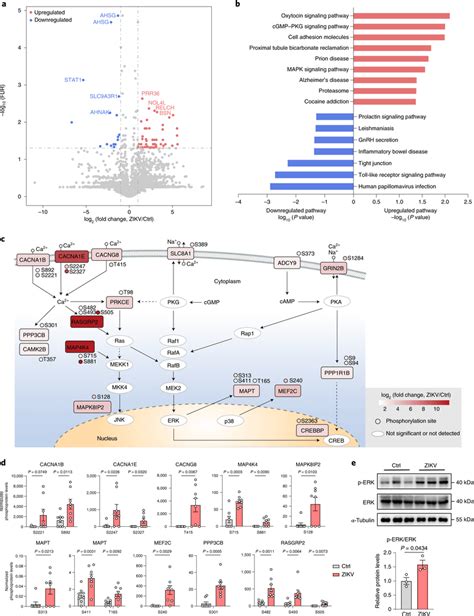 Phosphoproteomics Analysis Reveals Disturbed Signaling Pathways In Download Scientific Diagram