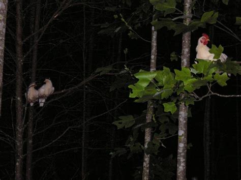 Can Chickens Live With Trees At Trevor Roy Blog