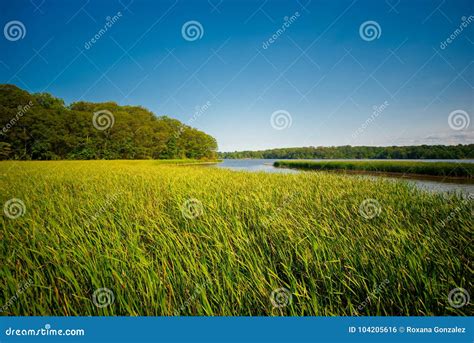 View Of Marshland Landscape In Ontario`s Royal Botanical Garden Stock