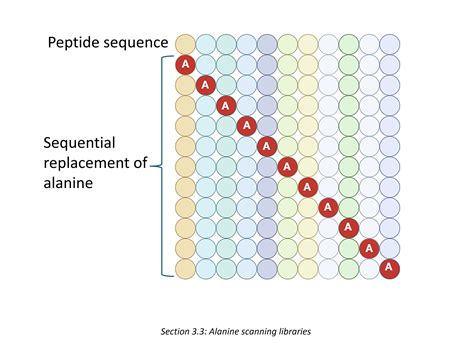 Synthetic Peptide Libraries Unlocking New Possibilities In Immunotherapy And Drug Development