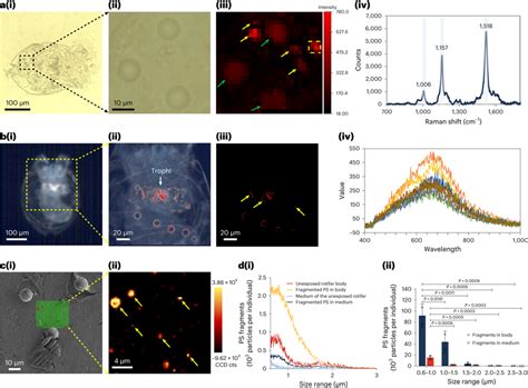 Direct Evidence For Ps Microplastic Fragmentation In Rotifers As