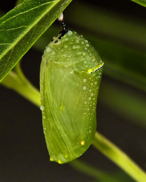 Chrysalis Chrysalis The Lifecycle Of Butterflies From Egg To Imago
