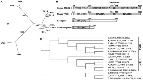 Dendrogram Of Ck1 Group And Sequence Conservation Of Ttbk1 A