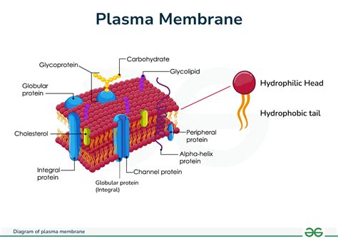 Diagram Of Plasma Membrane Geeksforgeeks
