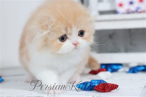 Doll Face Persian Kittens Cream PuffPersian Kittens For Sale in a Rainbow of Colors ~ Call us ...