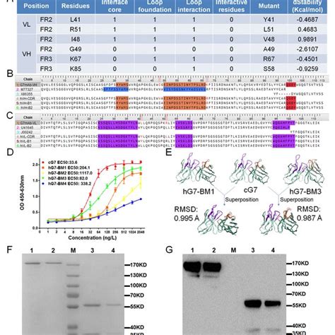 Design And Structure Prediction Of Humanized Antibodies Download