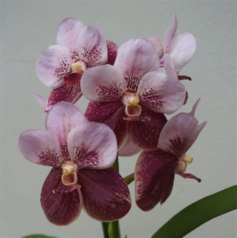 Vanda Sanderiana Plantae Orchids And Rare Plants