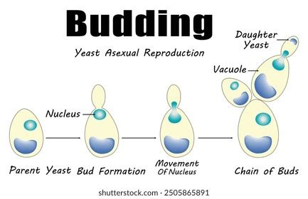 Sexual Reproduction Of Yeast Over Royalty Free Licensable Stock Illustrations Drawings