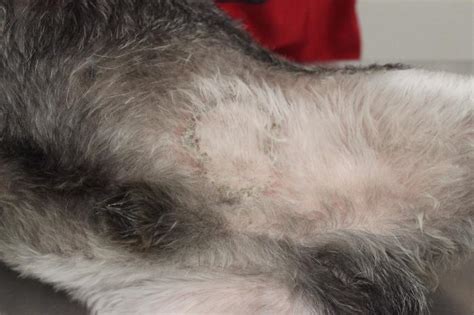 Dermatitis Exfoliativa En Perros Leishmaniosis Canina Y Felina