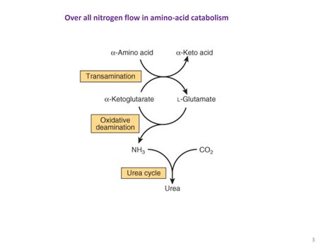 Solution Biosynthesis Of Urea Urea Cycle Full Details Briefly