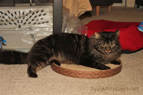 Detecting Trouble Early The Ultimate Cat Symptom Checker For Pet Owners Pet Genius Blog