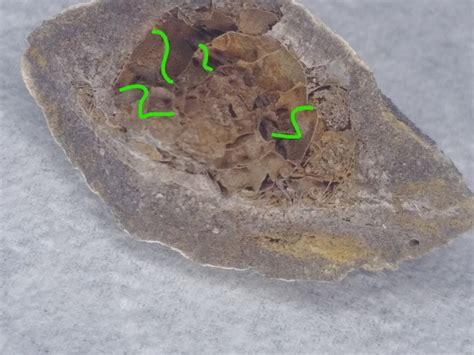 Nautiloid In Phosphatic Nodule Fossil Id The Fossil Forum