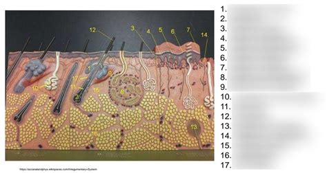 Ch 5 Lab Model Labeling Diagram Quizlet