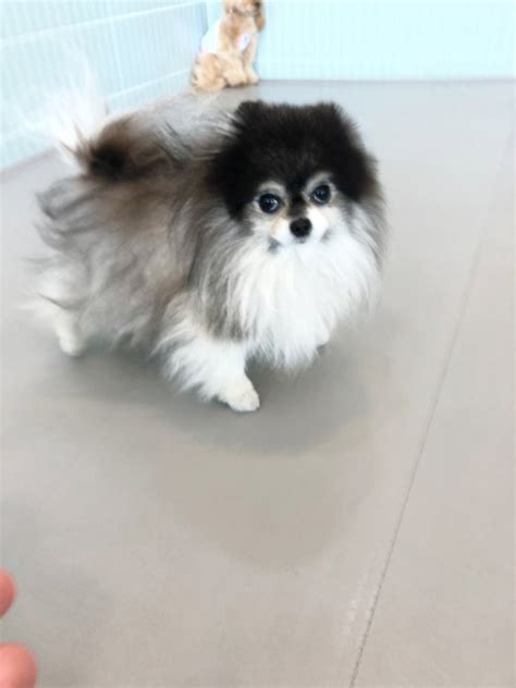 강아지 똥꼬스키 타는 이유 배아플 때 항문낭 네이버 블로그