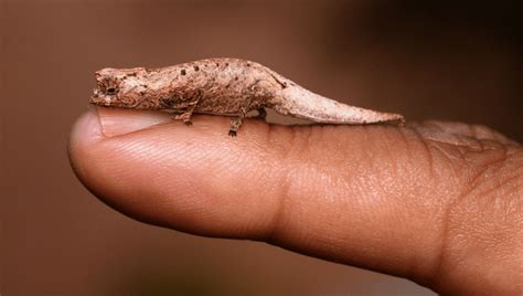 New Species Of Incredibly Tiny Chameleon Discovered In Madagascar Iflscience