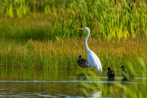 Best Destinations For Experiencing Florida Wildlife By Boat
