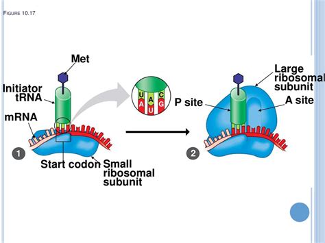 the structure and function of dna chapter ppt download