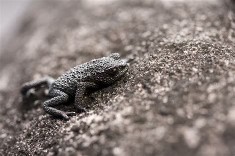 Pebble Toad Facts And Pictures