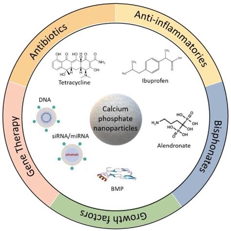 Fabrication Of Dna Calcium Phosphate Dna Cap Complex Nanoparticles