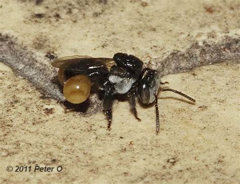 Australian Stingless Bees