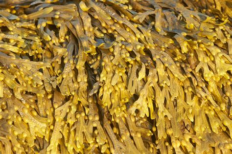 Types Of Seaweed