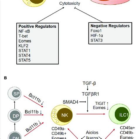 Transcription Factors Tfs That Modulate Nk Cell Cytotoxicity And