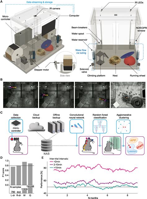 A Fully Automated Home Cage For Long Term Continuous Phenotyping Of