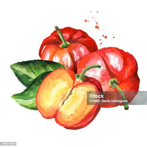 녹색 잎과 신선한 잘 익은 아세로라 또는 바베이도스 체리 흰색 배경에 고립 된 수채화 손으로 그린 그림 건강관리와 의술에 대한 스톡 벡터 아트 및 기타 이미지 Istock