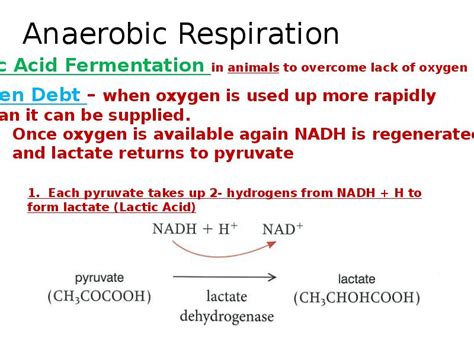 ATP – Structure & Function Anaerobic and Aerobic Respiration Mitochondria