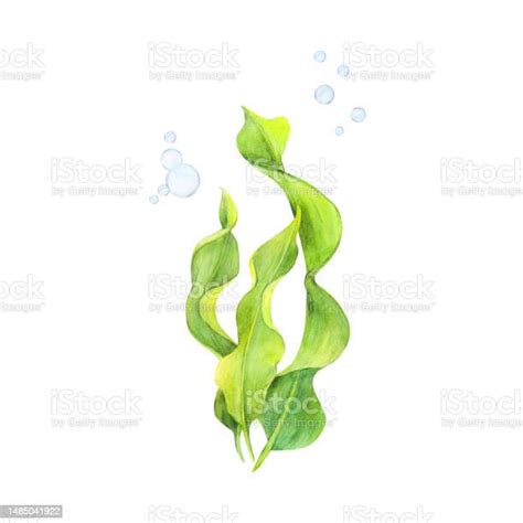 물속에서 흔들리는 리본 조류와 흰색 배경에 기포를 수채화로 그렸다 이상 또는 일러스트레이션 스티커 로고 배경 0명에 대한 스톡