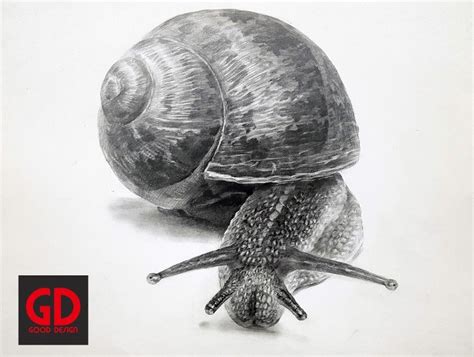 전주굿디자인 달팽이묘사 달팽이개체표현 연필소묘드로잉 정물소묘 연필드로잉 개체묘사 고려대 이대소묘드로 기초디자인 기초드로잉 연필소묘드로잉 정밀묘사 Artofit