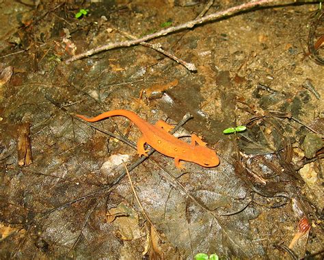Woods Wanderer A Red Eft Day