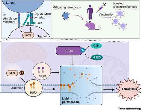 Context Dependent Regulation Of Follicular Helper T Cell Survival Trends In Immunology