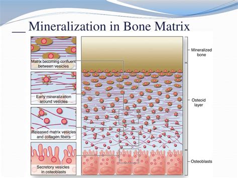 Ppt Dr Sama Ul Haque Powerpoint Presentation Free Download Id1973084