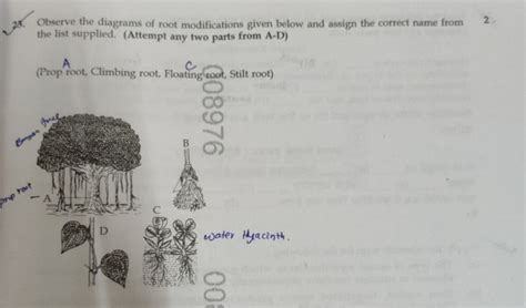 25 Observe The Diagrams Of Root Modifications Given Below And Assign The