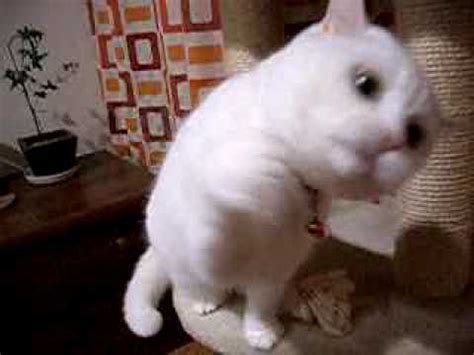 猫のびっくり顔 Youtube