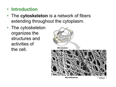 Cytoskeleton Eukaryotic Cell 123456ppt