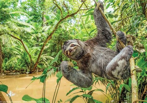 Tropical Rainforest Sloth