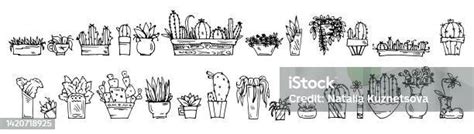 냄비와 상자에 선인장 세트 가시가 많은 실내 꽃 손으로 그린 스케치를 윤곽선으로 그립니다 잉크로 그리기 흰색 배경에 고립되어 있습니다 벡터 0명에 대한 스톡 벡터 아트 및
