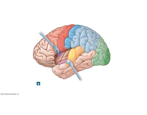 Primary Cortex Areas Quiz