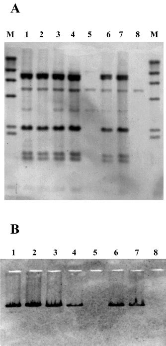 Replicon Localization Of The Mob ϩ Dna Identi Fi Ed In Cos Mid