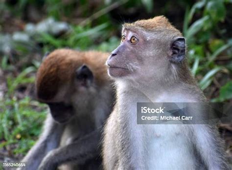 Dua Monyet Muda Duduk Bersama Foto Stok Unduh Gambar Sekarang Alam