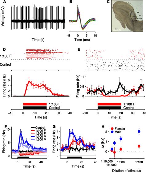 inhibition shapes sex selectivity in the mouse accessory olfactory bulb