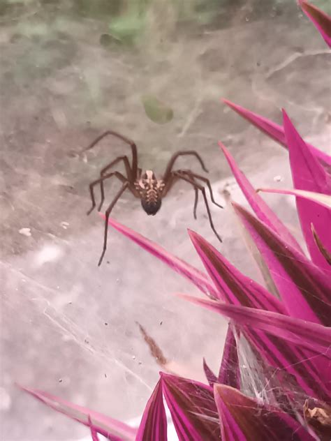 Thicc Spider With Impressive Web Ireland Rwhatsthisbug