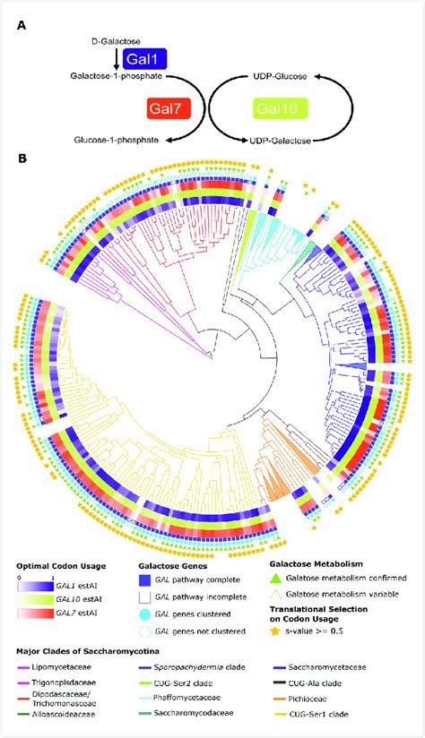 The Gal Pathway And The Distribution Of Galactose Metabolism Gal Download Scientific Diagram